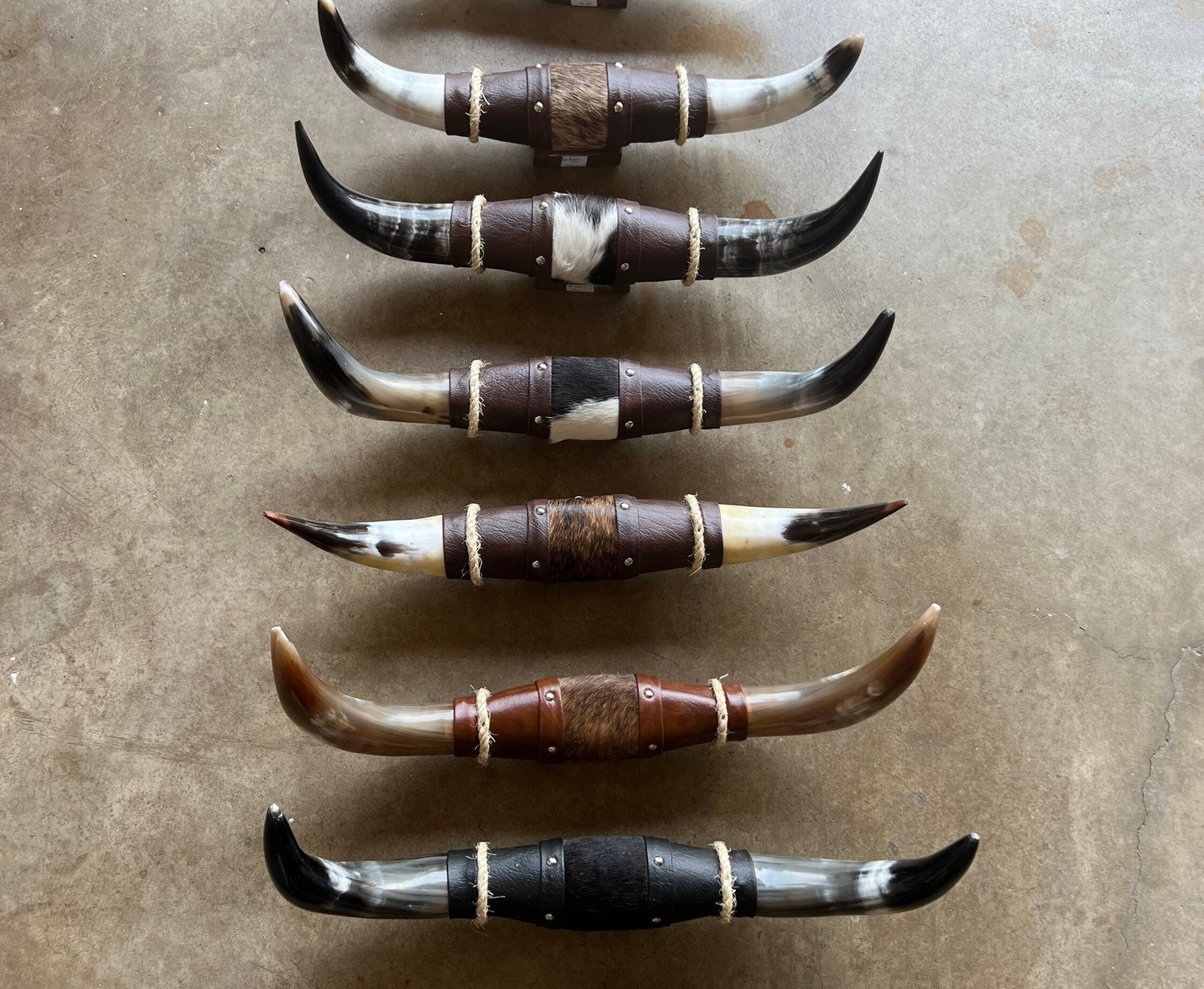 Polished Steer Bull Longhorn Cow Mounted Art Home Decor Truck South ...